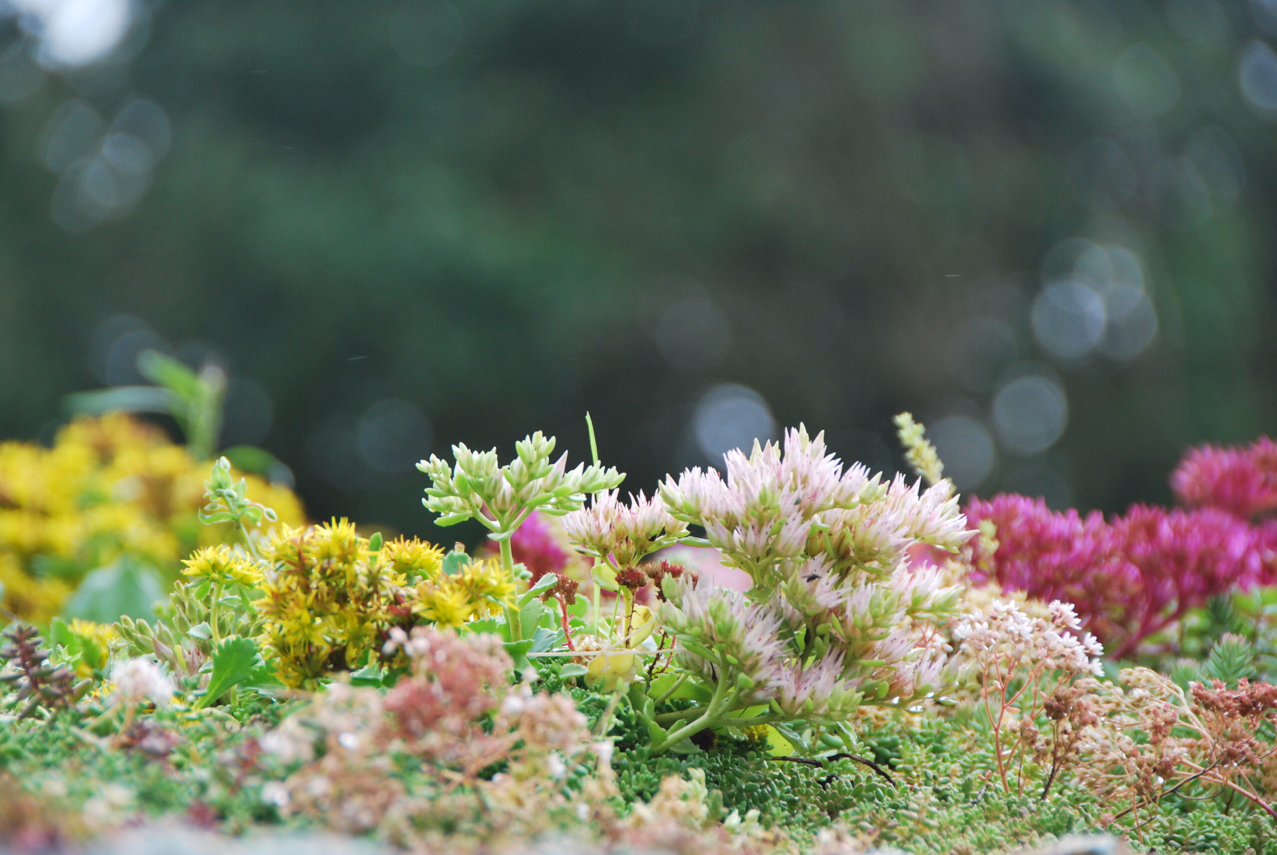 Klantenservice | Easy Sedum - Sedumdak Leverancier