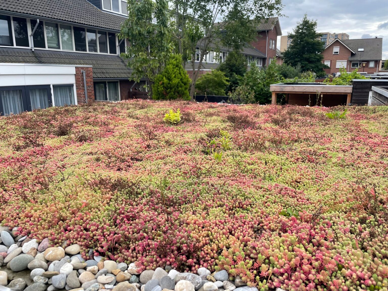 Lichtgewicht sedumdak kopen | Groendak | Easy Sedum