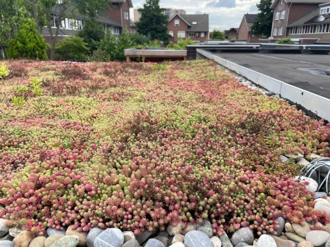 Traditioneel sedumdak kopen | Groendak | Easy Sedum