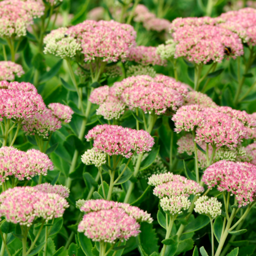 Sedum soorten | Meer dan 600 verschillende soorten | Easy Sedum