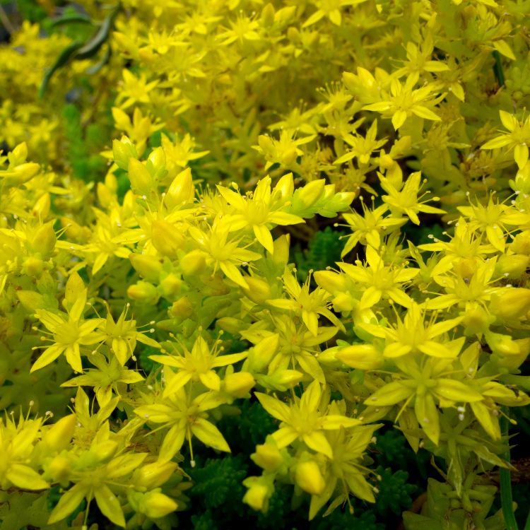 Sedum soorten | Meer dan 600 verschillende soorten | Easy Sedum