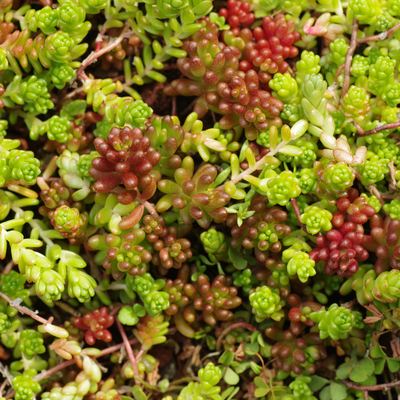 Sedum kopen | diverse soorten en planten bestellen | Easy Sedum