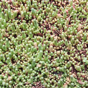 Sedumdak op overkapping? | Groendak plaatsen op overkapping