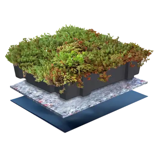 Sedumdak kopen? Ontdek de voordelen | Dé sedumdak specialist!